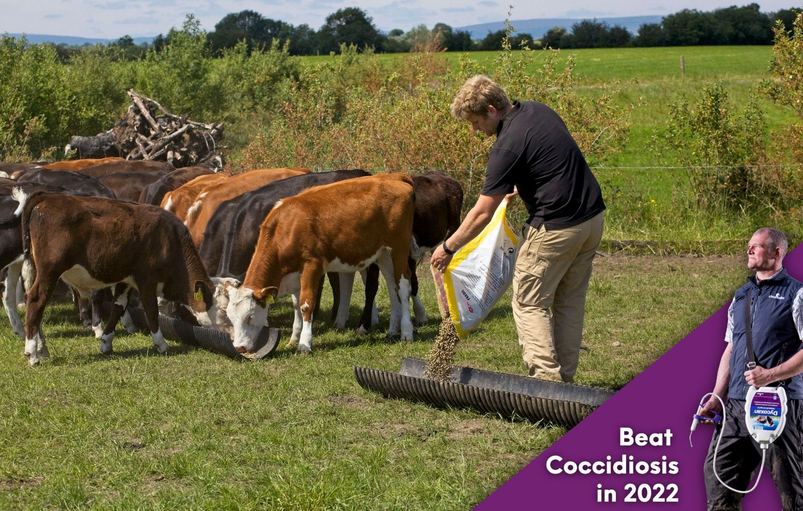 Beating Cocci Preventing Coccidiosis Weekly View Farm Health First